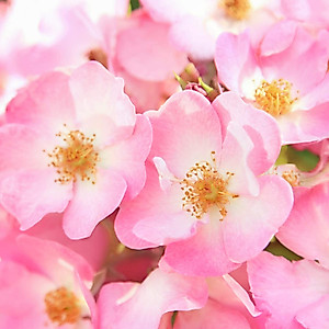 Weleda Renewing Day Face Cream, 1 Fluid Ounce, Plant Rich Moisturizer with Wild Rose, Peach Kernel and Sweet Almond Oils