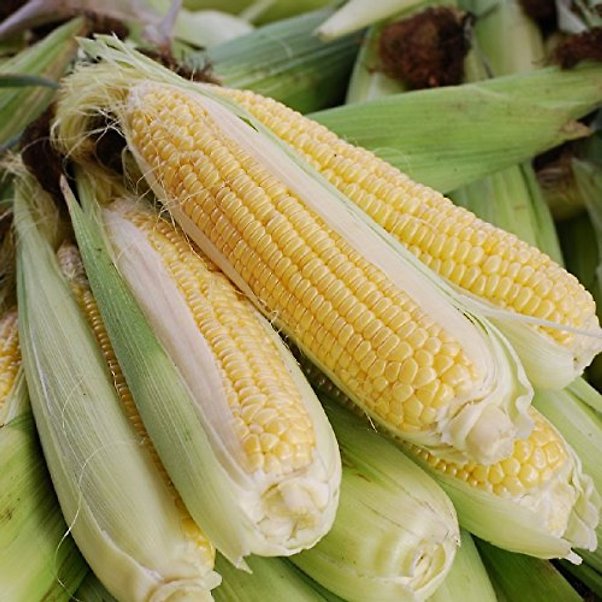 Golden X Bantom Corn Seeds for Planting, 50+ Heirloom Seeds Per Packet, (Isla's Garden Seeds), Non GMO Seeds, Botanical Name: Zea mays, Great Home Garden Gift