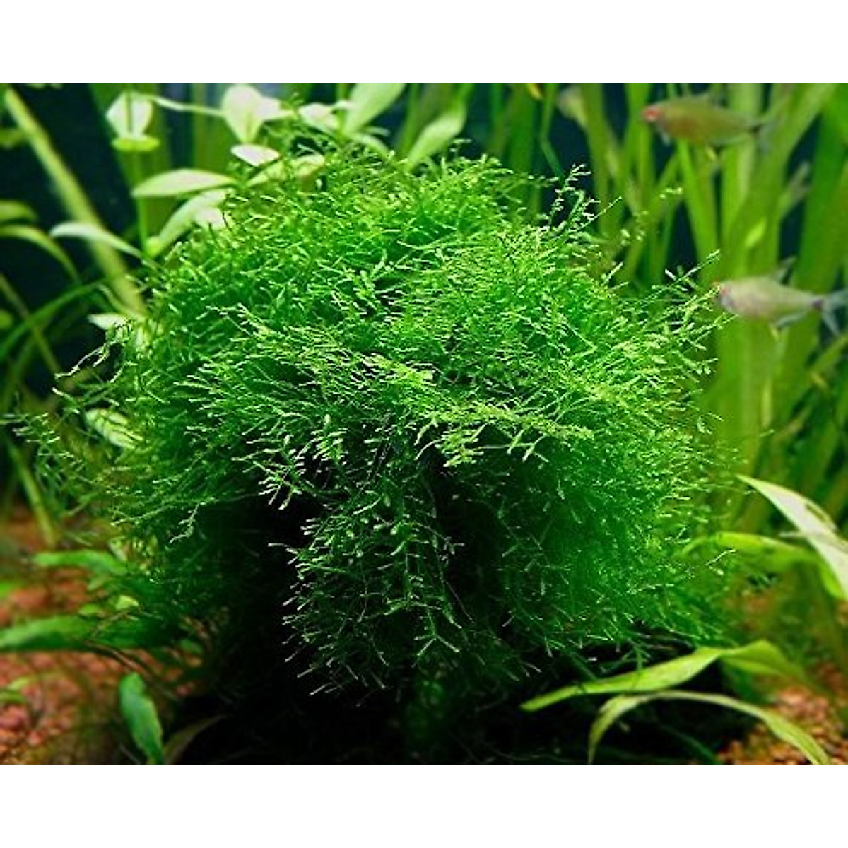 Java Moss Portion in 4 Oz Cup and Java Moss Mat - Easy Live Fresh Water Aquarium Plants