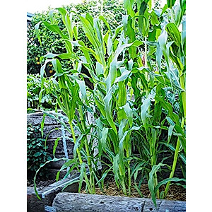 Bulk Organic Sweet Corn Seeds (1 LB) 3,000 Seeds