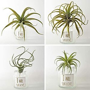 Haudang 4Pack Artificial Pineapple Grass Air Plants Fake Flowers Faux Flocking Tillandsia Bromeliads Home Garden Decor