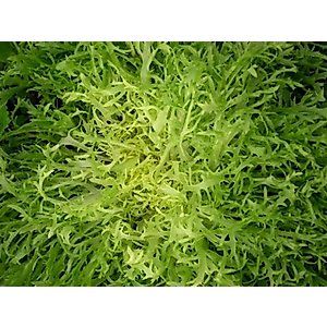 800 Tres Fine Endive Seeds for Planting Chicory Seed Heirloom Non GMO 2+ Grams of Seeds Garden Vegetable Bulk Survival