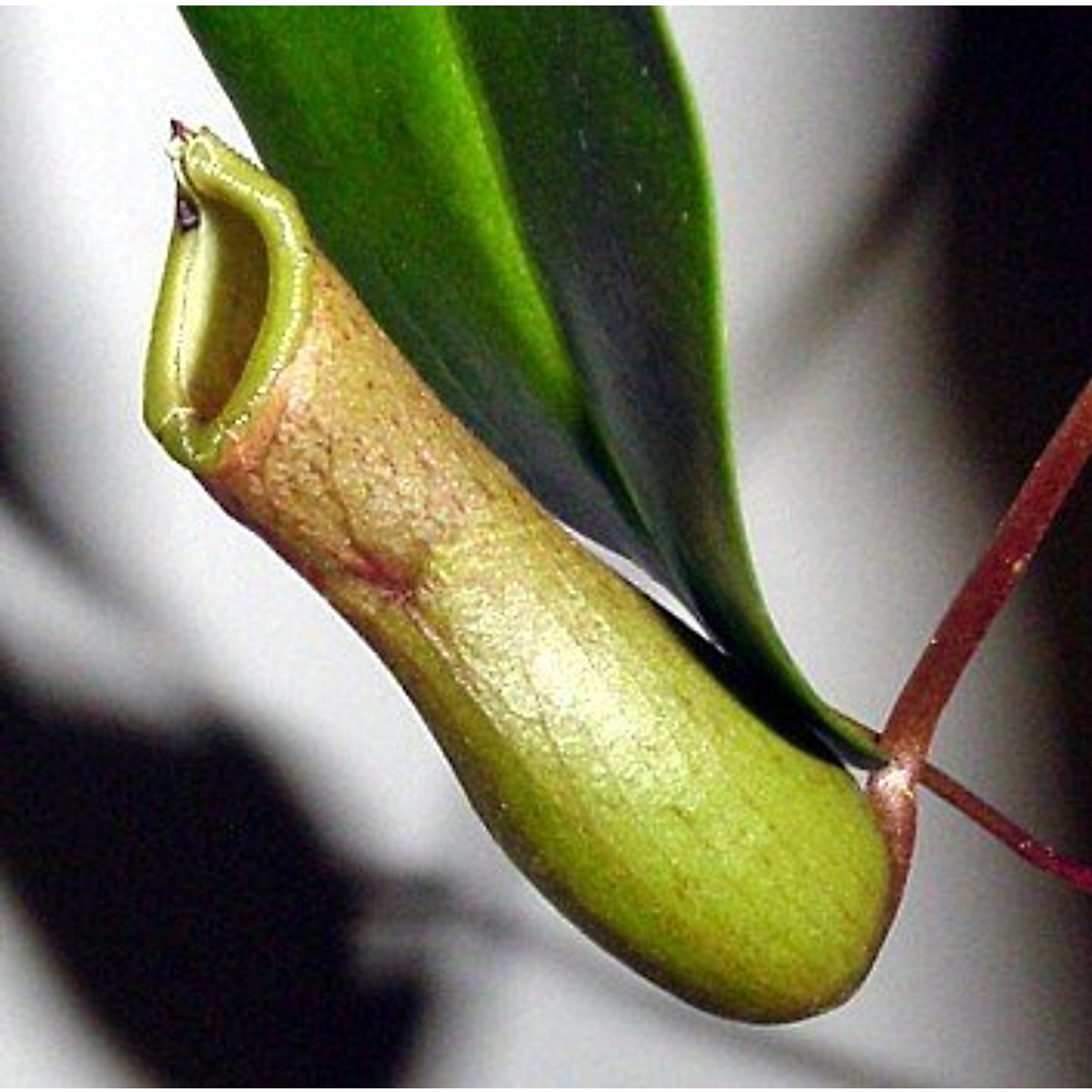 Asian Pitcher Plant - Nepenthes - Carnivorous - Exotic - 6" Hanging Basket