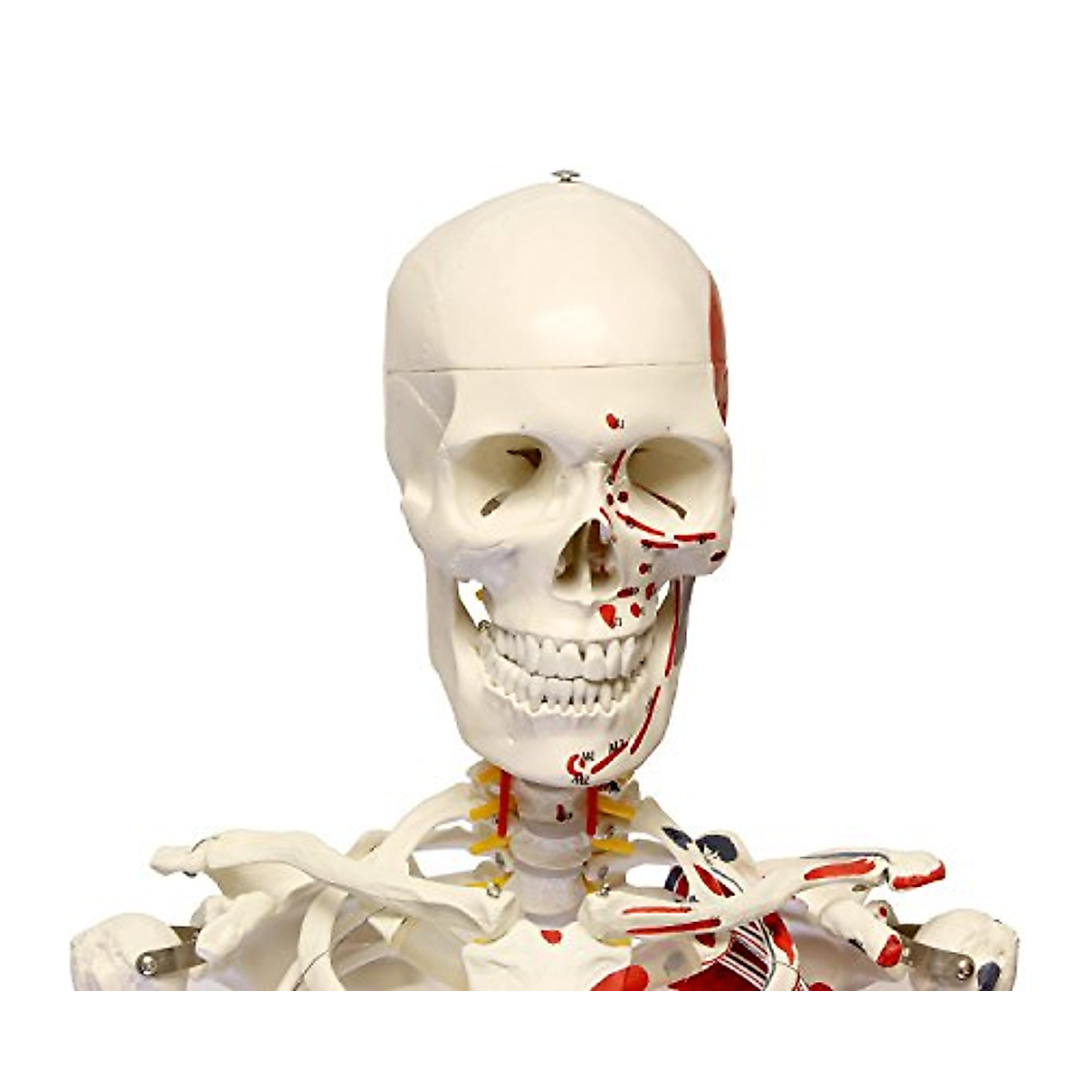 MonMed Numbered Medical Skeleton Model, Life Size Skeleton Model – Human Skeleton Model for Anatomy Halloween Decor