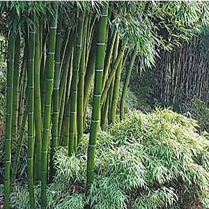 CHUXAY GARDEN 60 Seeds Phyllostachys Edulis,Moso Bamboo,Tortoise-Shell Bamboo,Edible Bamboo,Phyllostachys Pubescens, Running Bamboo Hardy Privacy Screen Plant Best Organic Bonsai