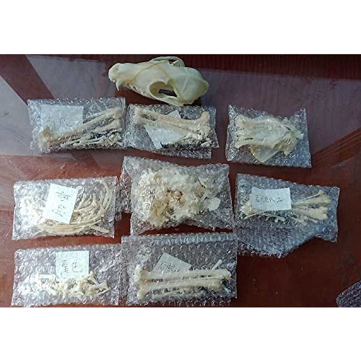 1Pcs Vulpes Vulpes Red Fox, Silver Fox, Cross Fox Skull Complete Animal Skeleton Specimen