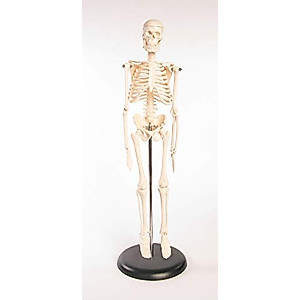 American Educational Skeleton Model, 17" Height