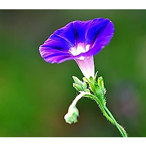 200+ Morning Glory Seeds for Planting, Mixed Color Ipomoea Nil Seeds Heirloom Vine, High Germination Rate Open Pollinated Seeds Wonderful Gardening Gifts