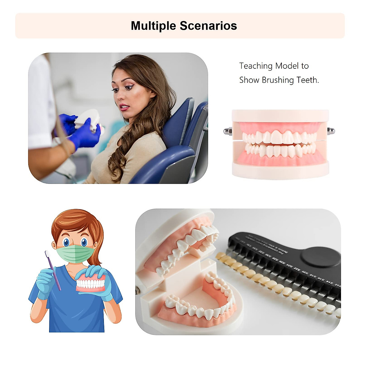 Lightweight toothbrush model for demonstration in a hospital of dental clinic teaching you while brushing your teeth