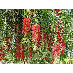 1138-Crimson Bottle Brush (Callistemon citrinus) Seeds by Robsrareandgiantseeds UPC0764425787570 Non-GMO,Organic,USA Grower,Herb,Bonsai,1138 Package of 25 Seeds