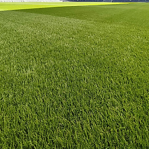 Outsidepride Full House Bermuda Grass Seed Mix - 2 lbs. Premium Warm Season Turf Blend of Traffic & Drought-Tolerant Monaco & Hollywood Bermuda Grass Seeds for Lawn, Golf Courses & Fairways