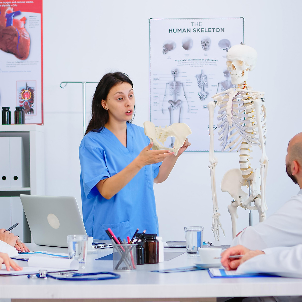 MonMed Life Size Female Pelvis Model, Hip Model – Female Anatomy Model, Hip Bone Pelvic Model Female Anatomical Model