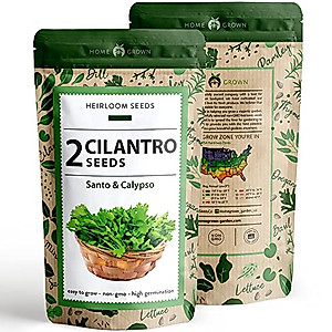 2 Types of Cilantro Seeds - 250 Calypso & 250 Santo Cilantro Seeds for Planting Indoors, Hydroponics or Aerogarden - Heirloom Seeds, Non-GMO, Santo Plant Seeds - Herb Seeds for Your Indoor Herb Garden