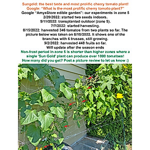 For 2024!Best Taste Cherry Tomato Seeds for Planting-Sun Gold.Non GMO Garden Seeds for Planting Vegetables Seeds at Home Vegetable Garden & Hydroponics Seed Pods:10ct Sungold Cherry Tomato Plant Seeds