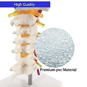 Veipho Cervical Spine Model with Nerves, Life Size Cervical Vertebral Spine Spinal Nerves Anatomical Model with Stand, Cervical Spinal Column Model for Study