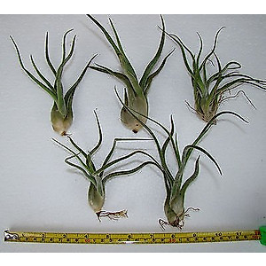 Tillandsia Air Plants, Caput Medusae Plants (Set of 5)