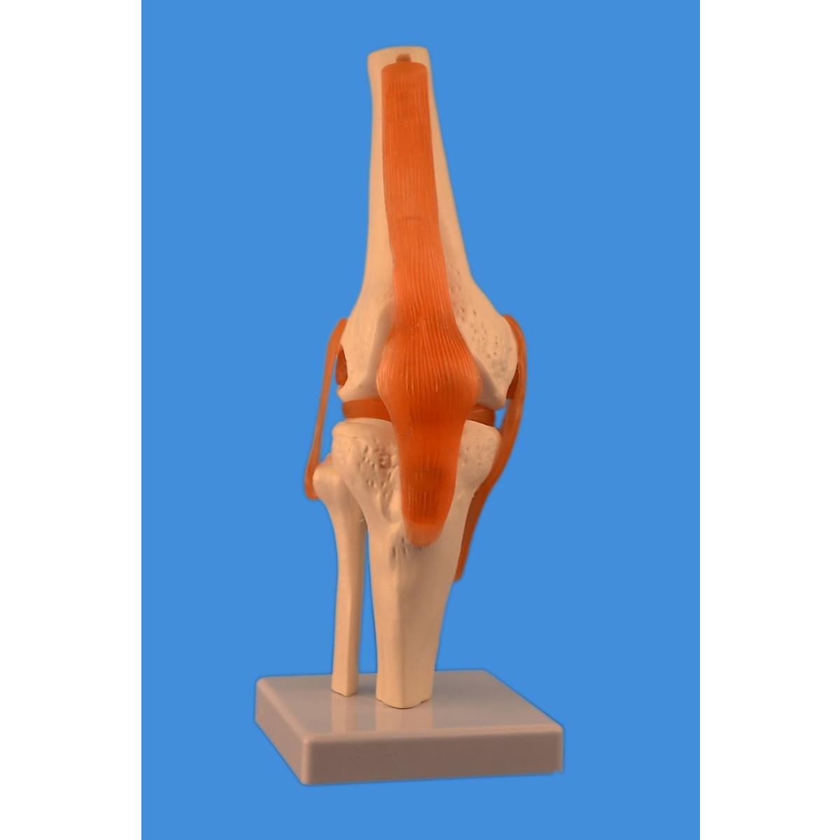 Wellden Product Anatomical Human Knee Joint Model, w/Ligaments, Functional, Life Size