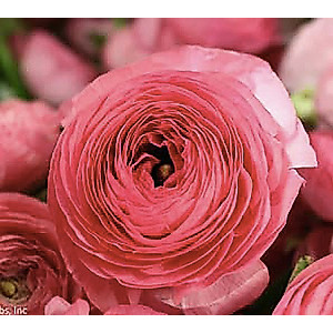 Pink French Ranunculus Corms - 12 Largest Size Corms Bulbs