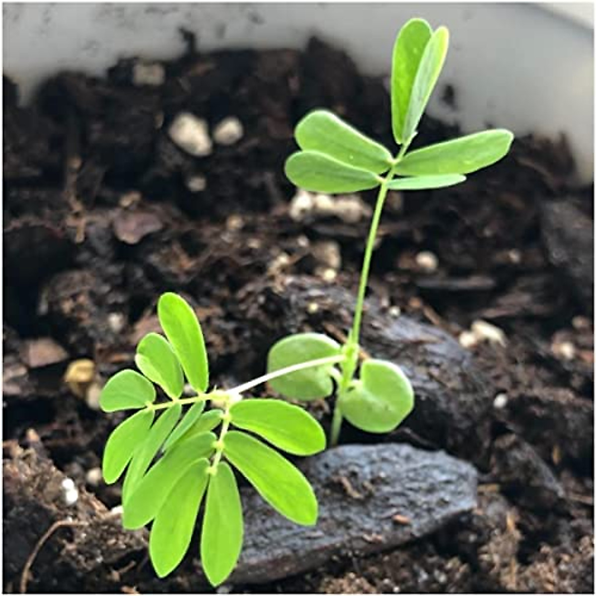Seed Needs, Sensitive Plant Seeds for Planting (Mimosa pudica) Heirloom & Open Pollinated - Leaves React to Touch! (2 Pack)