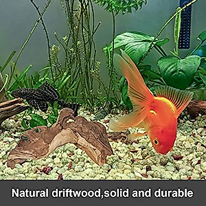 Aucks Natural Large Driftwood for Fish Tank Decoration,12 Inch-14 Inch Pack of 2 Pieces, Driftwood for Aquarium Reptile Decor, Brown