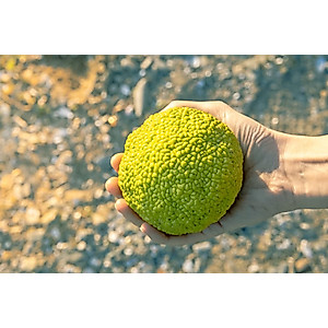 Hedgeballs, Osage Oranges - Naturally Remove Bugs and Spiders - All Natural, Grown in Iowa (8 Hedgeballs)