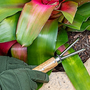 Nisaku NJP956 Nekaki Nihondume Handheld Double Claw Cultivator, Japanese Stainless Steel Tine Length 1.5-Inch, 5.5-Inch Polished Wood Handle