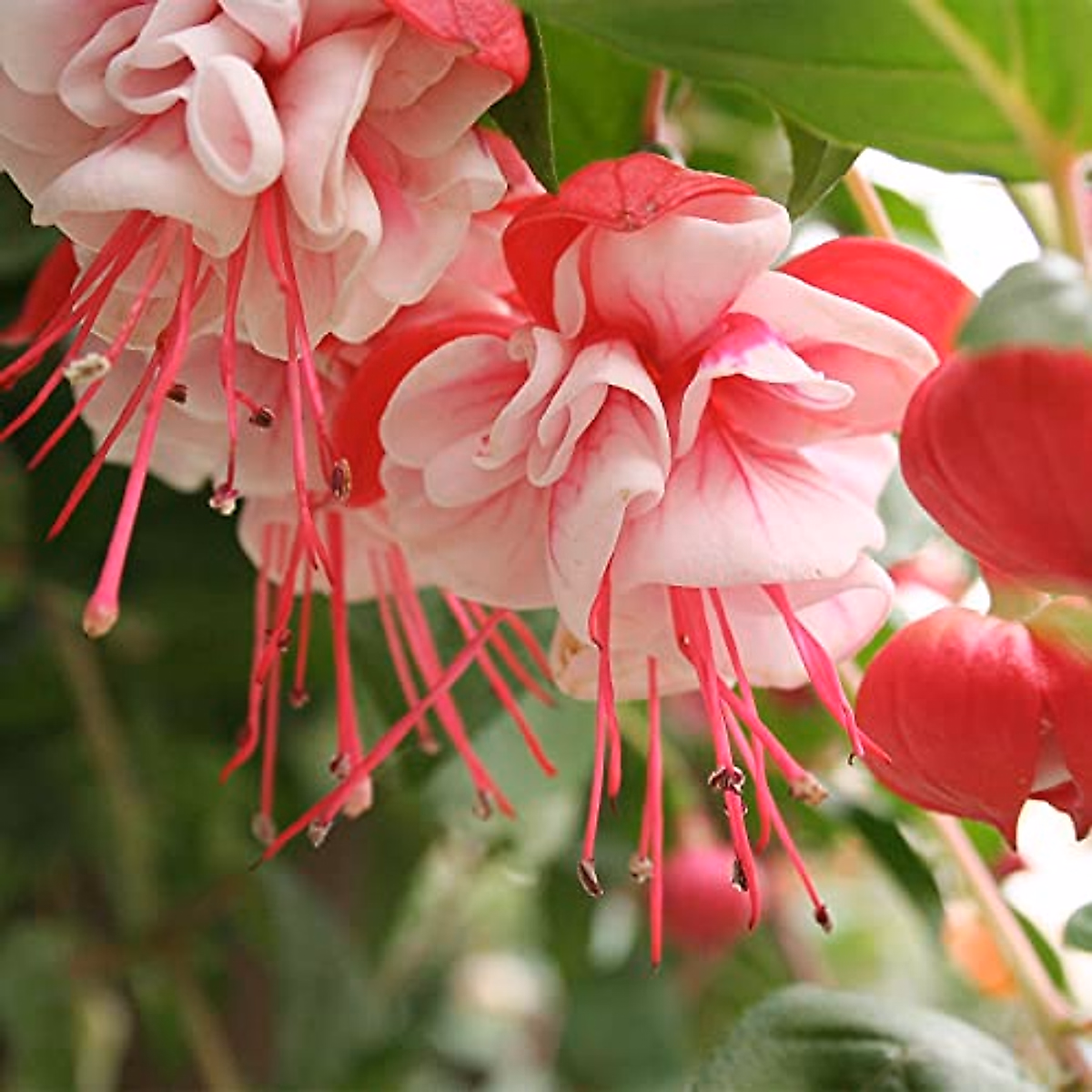 QAUZUY GARDEN 200 Red Pink Fuchsia Seeds Premium Heirloom Ladies' Eardrop Seeds - Potted Hanging Fuchsia Flowers Perennial Home Plant Bonsai Attract Hummingbirds