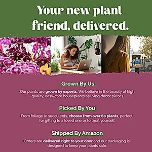 Plants & Blooms Shop PB408 Money Tree, 5", White Pot, Indoor Live Plant Decoration, Live Plant Gift