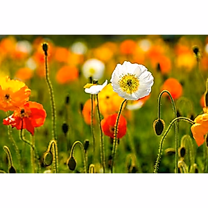 Iceland Poppy Seeds Flower Mix, 3000 Heirloom Flower Seeds Per Packet, Non GMO Seeds, Botanical Name: Papaver nudicaule, Isla's Garden Seeds