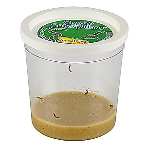 Insect Lore 5 Live Caterpillars Cup of Caterpillars Butterfly Kit Refill - Plus Butterfly Life Cycle Stages Toy Figurines - Shipped Now