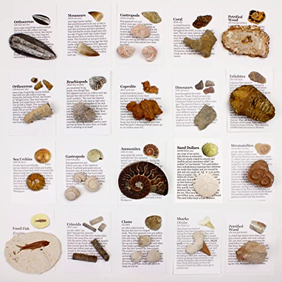 DANCING BEAR Fossil Collection Set, 20 Real Premium Specimens: Trilobite, Ammonite, Fish Fossil, Shark Tooth, Petrified Wood, Dinosaur Bone, Fossil Book, Time Scale, ID Cards, STEM Science Kit