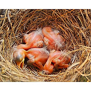 WIONBE Manual Incubator Birds Parrot Small Animals Thermostat Breeding Box Bird Eggs Hatching Brooder Heater