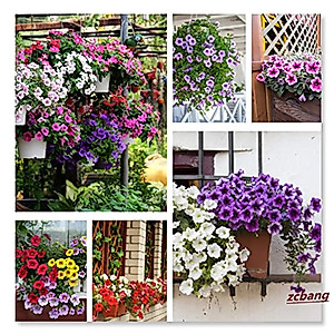 zcbang Petunia Seeds 2000+Pcs 'Colour-Themed Collection'(Rainbow Colors) Perennial Flower Mix Seeds