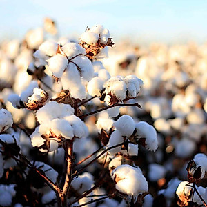 Maggie's Organics - Organic Cotton Ragg Socks for Women & Men - 1 Pair - Unisex - Casual, Loose Nubby Knit, & Relaxed - Outdoor - Soft - Long Lasting - Made In The USA