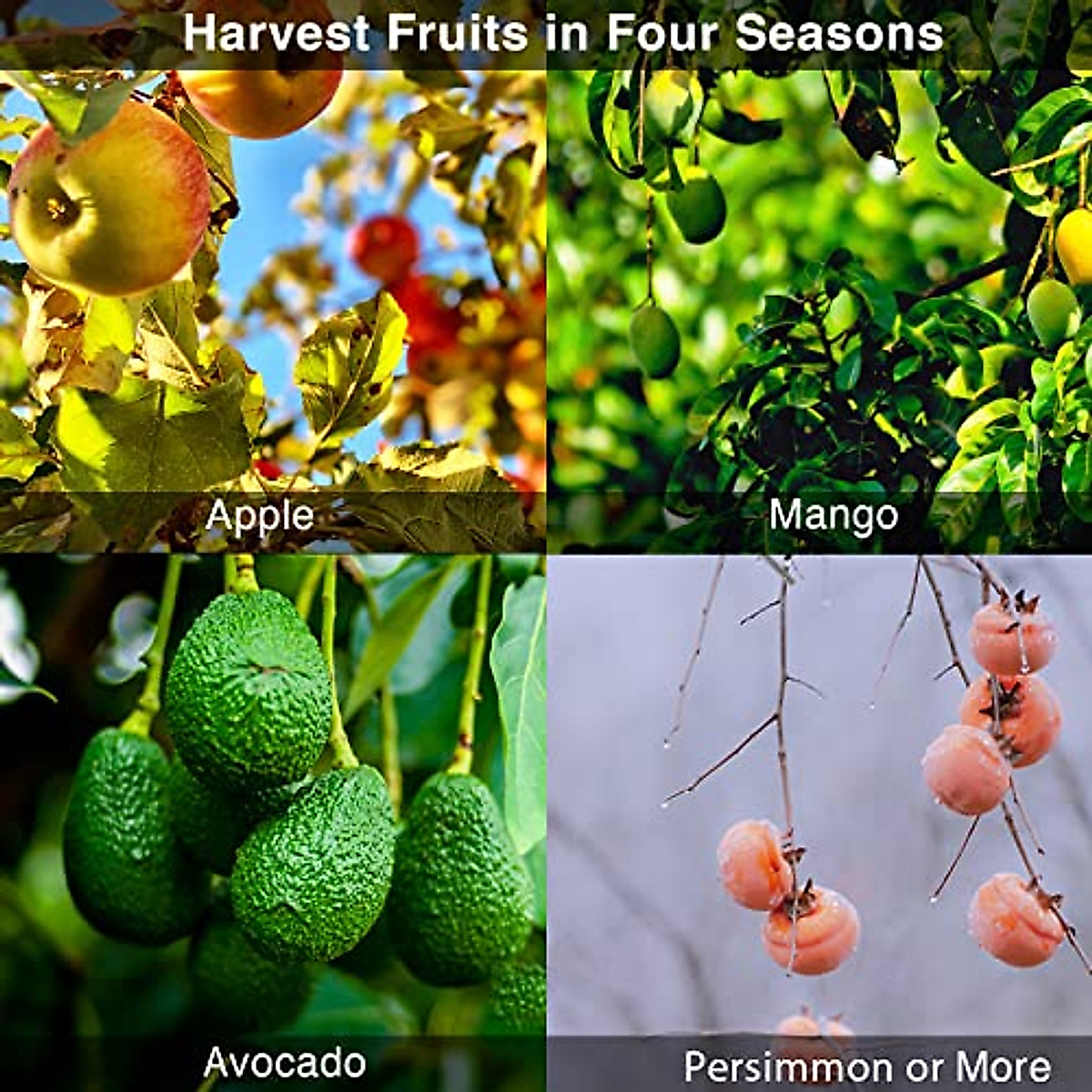 DonSail Fruit Picker Pole Tool with Basket Telescoping Long Handle, 35-65 Inch Adjustable Apple Orange Picker Pole Tool with Basket for Avocado Acorn Lemon Pear Mango Tree Picker