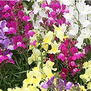 Fairy Bouquet "Spurred" Snapdragon Flowers for Planting, 2000+ Seeds Per Packet, (Isla's Garden Seeds), Non GMO & Heirloom Seeds, Great Flower Garden Gift