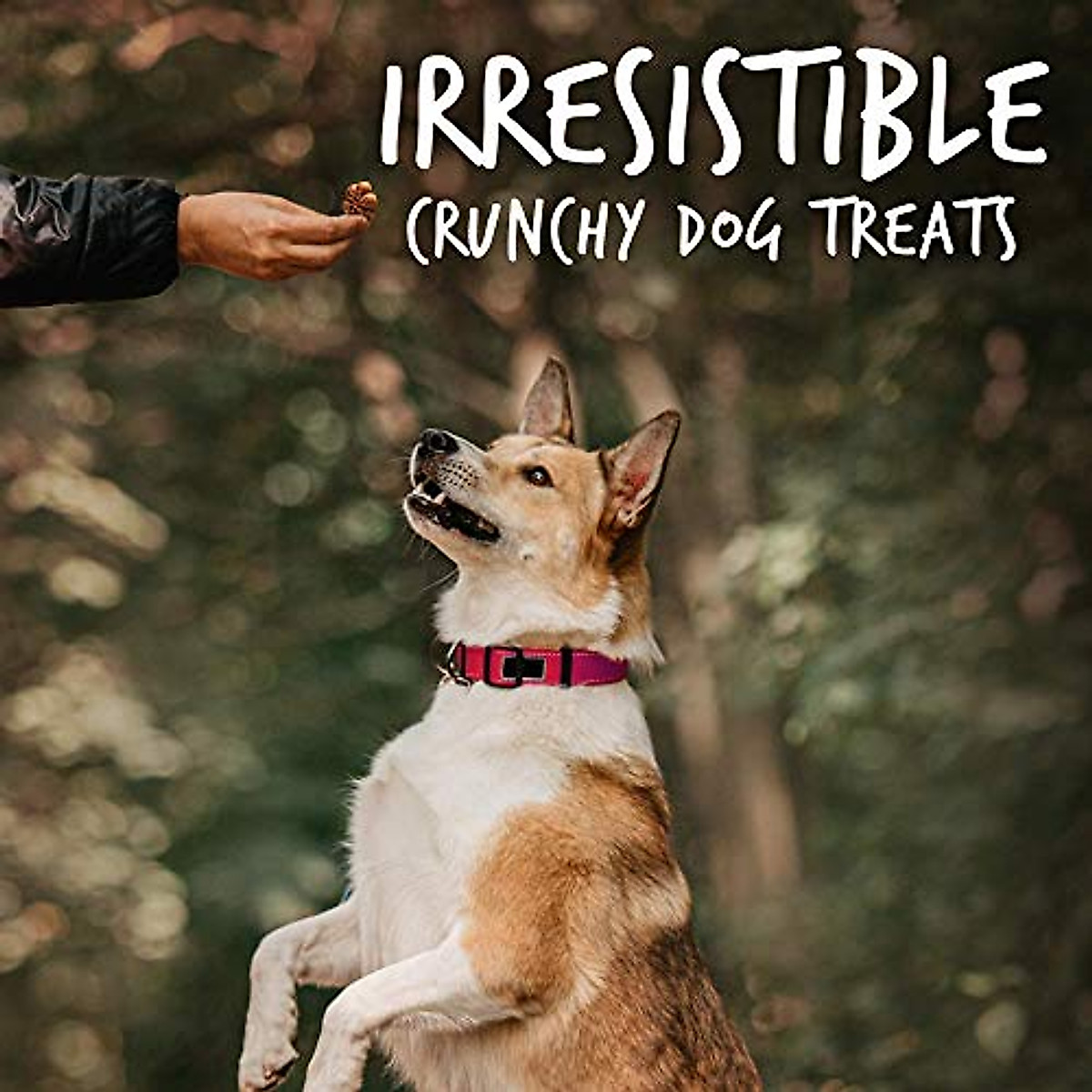 Fruitables Biggies Dog Biscuits – Crunchy Dog Biscuits Made with Pumpkin – Healthy Dog Treats Packed with Real Fruit Flavor – Free of Wheat, Corn and Soy – Crispy Bacon & Apple – 16 oz