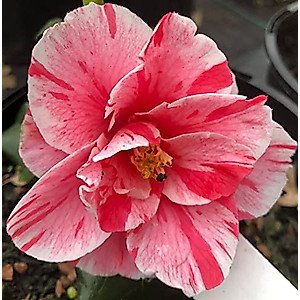 Variegated Camellia Japonica Rose Red Pink Plant Color, Ornaments Perennial Garden Simple to Grow Pots, 10 Inches in Tall