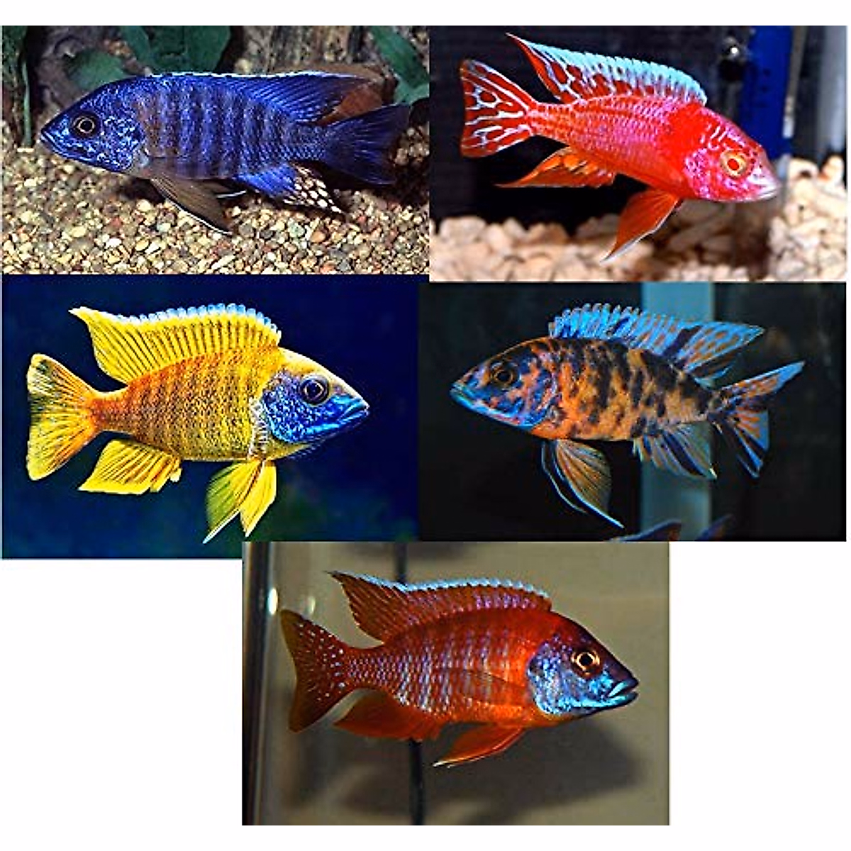 Family of (5) African Cichlids 2" Live Tropical Fish Assorted Alonocara Peacock Cichlid Fish