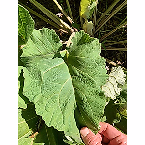 Burdock Root Seeds - Pack of 50, Certified Organic, Non-GMO, Open Pollinated, Untreated Vegetable Seeds for Planting – from USA