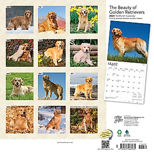 The Beauty of Golden Retrievers | 2024 12 x 24 Inch Monthly Square Wall Calendar | Sticker Sheet | StarGifts | Animals Dog Breeds Retriever