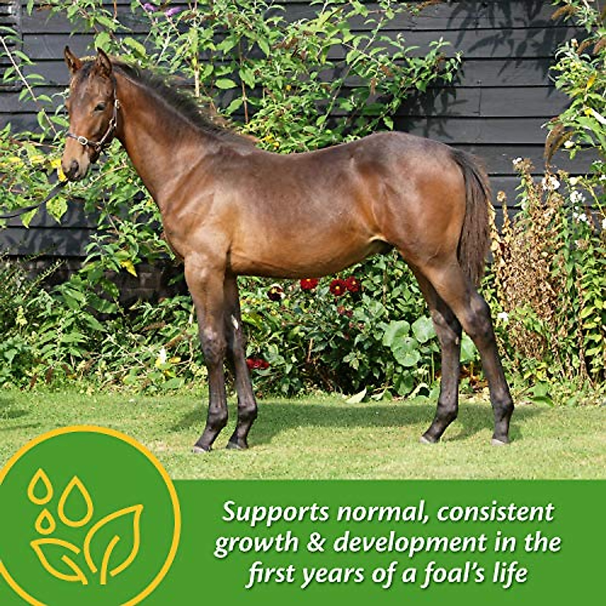 Farnam Grow Colt Supplement for Growth & Development, Supports Normal, consistent Growth in First Years of foal's Life, 7.5 lbs, 60 Day Supply