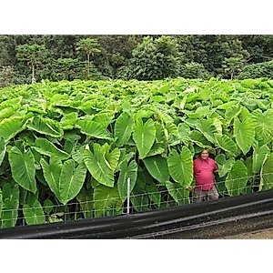 3 Live Fast Growing Colocasia Esculenta Elephant Ear Taro Gabi Kalo Eddo Bulbs Leaves Tree Live Planting