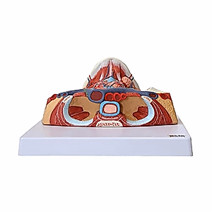 Axis Scientific Human Neck and Throat Anatomy Model | View Into Throat Showing Arteries, Veins, Muscles and Bones | Comes on Base with Product Manual