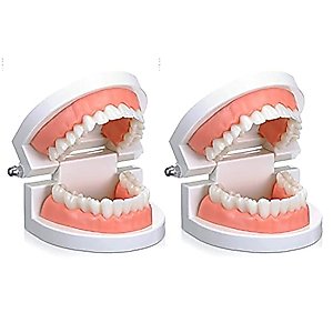 Dental Teeth Model, 2 Pack Adult Standard Typodont Demonstration Denture Model for Dental Teaching, Study, Clean Display for Kids, Education, Patient, No Wisdom Teeth
