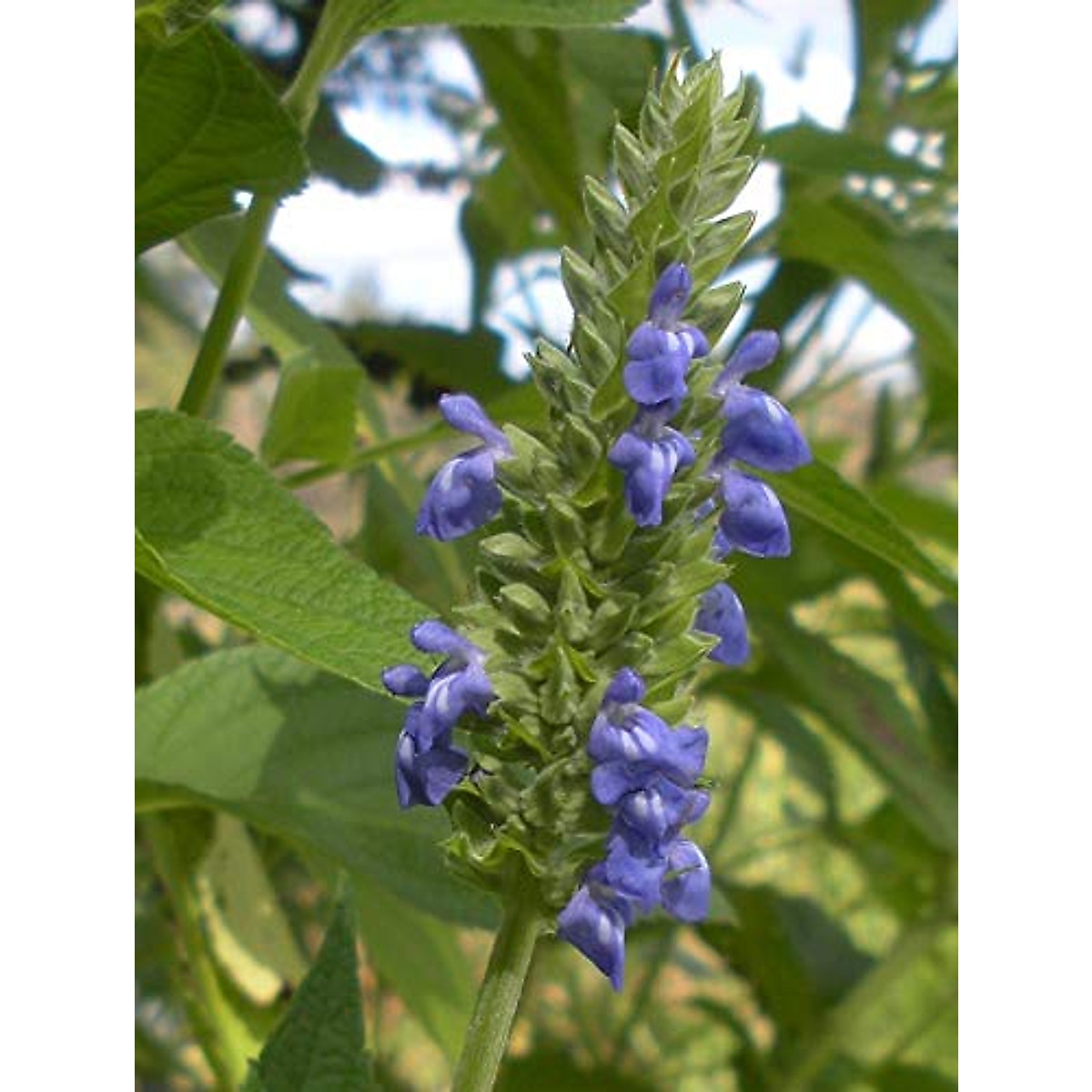 Chia Seeds for Planting, 1000+ Seeds Per Packet,Herb/Flower, (Isla's Garden Seeds), Non GMO & Heirloom Seeds, Scientific Name: Salvia hispanica, Great Gift