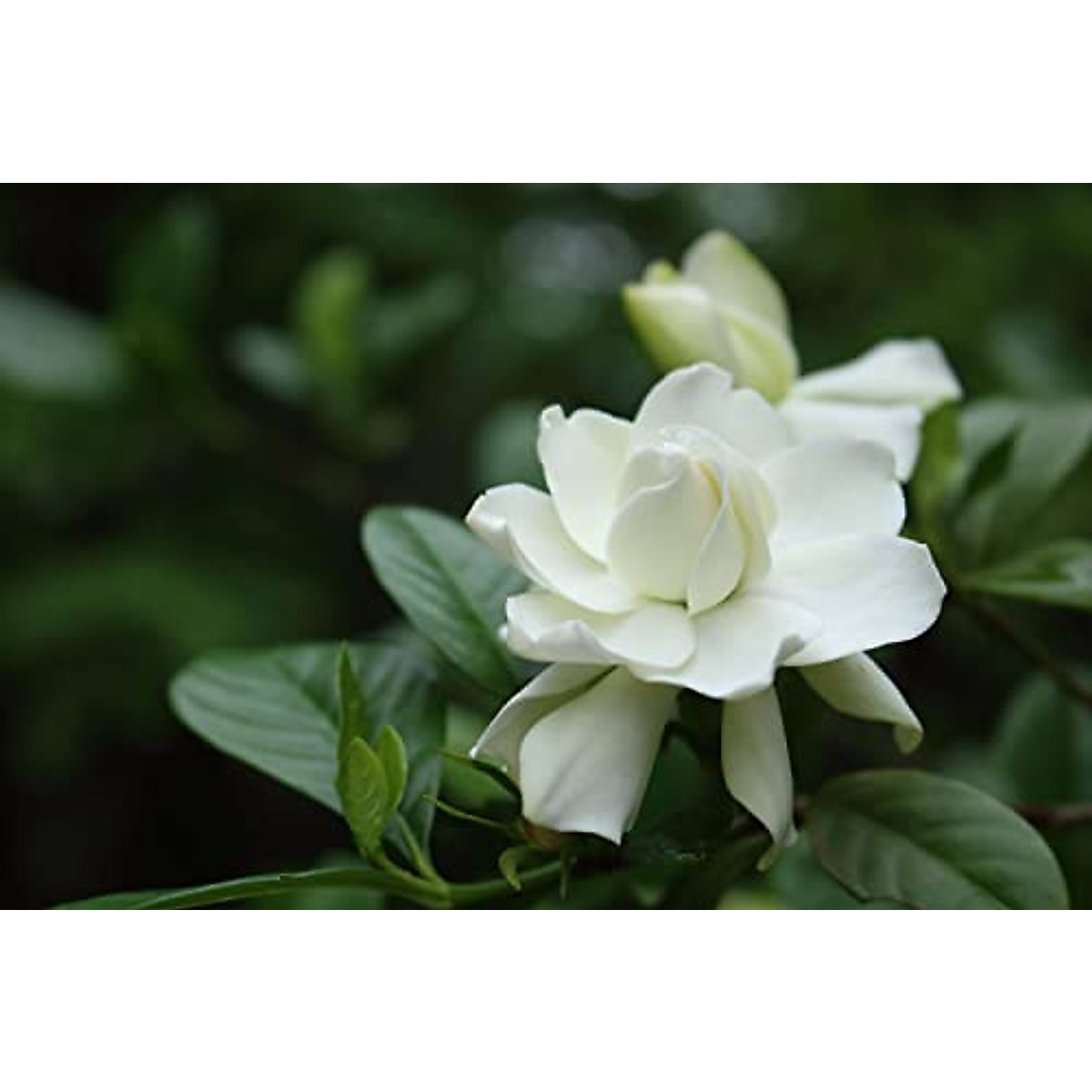 Gardenia Seeds, White Fragrant Blooms and Glossy Green Foliage-50 Seeds