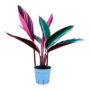 Stromanthe Triostar - Colorful Live Indoor Plant, Calathea Prayer Plant, Air Purifier & Elegant Home Decor, Ideal for Room Decor, Triostar Houseplant
