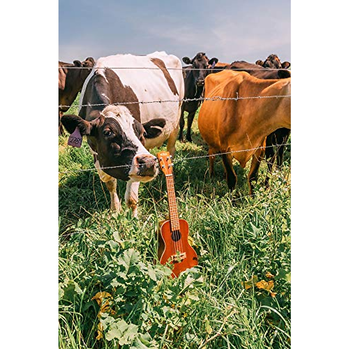 Kala KA-C Mahogany Concert Ukulele