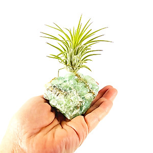 Green Calcite Crystal Air Plant Holder Gift Includes Healthy Live Air Plant and Gift Box Great Gift for Friend Co-worker or Neighbor